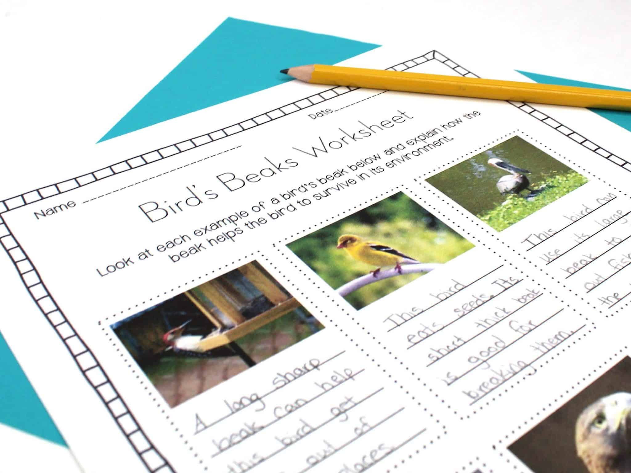 Animal Adaptation Activities - Ashleigh's Education Journey