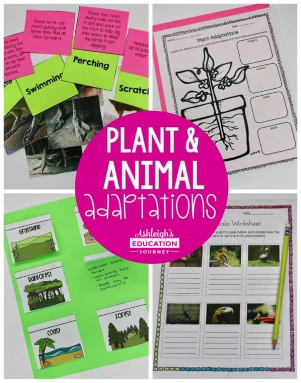 Animal Adaptation Activities - Ashleigh's Education Journey