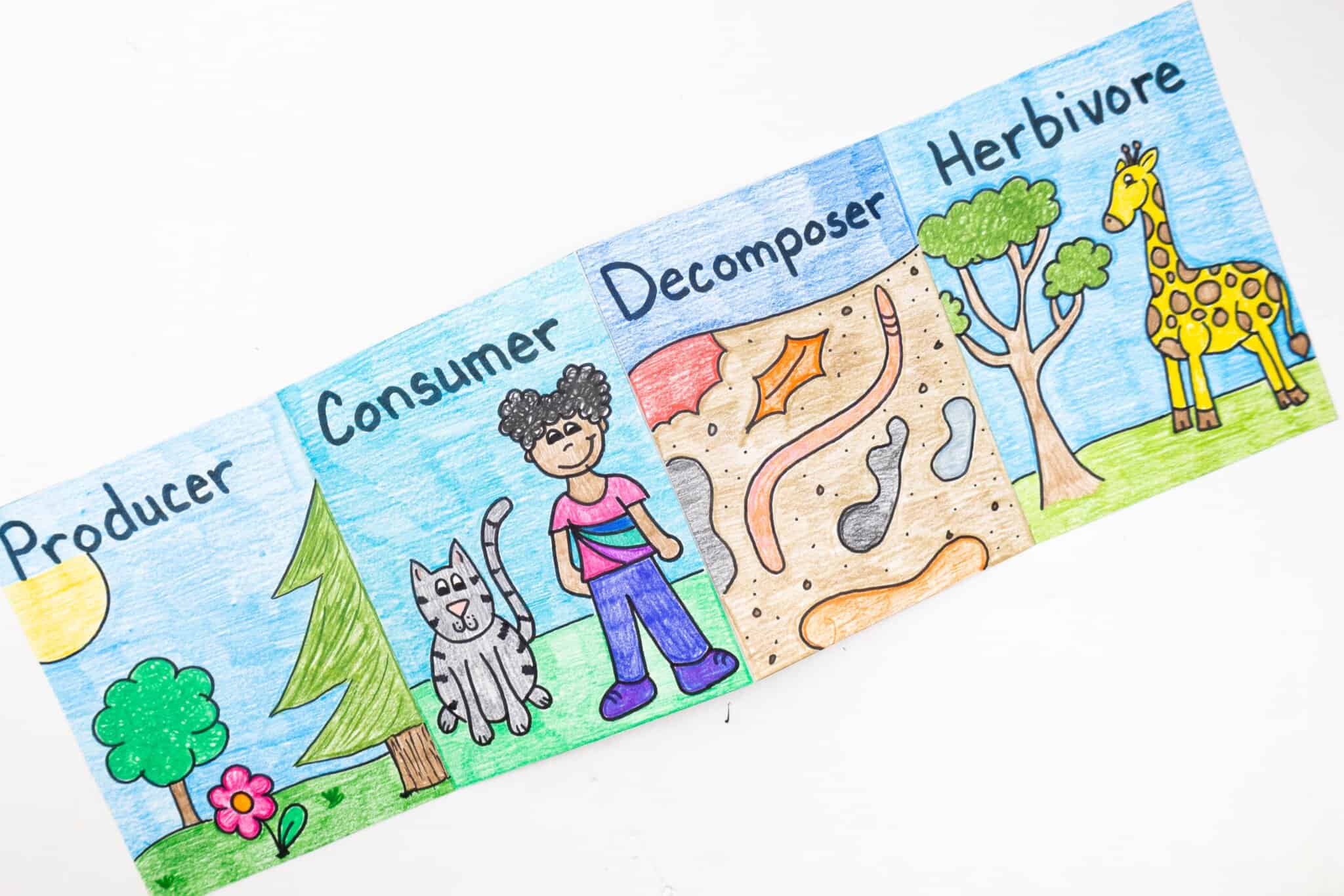 Ecosystems Project & Activities - Ashleigh's Education Journey