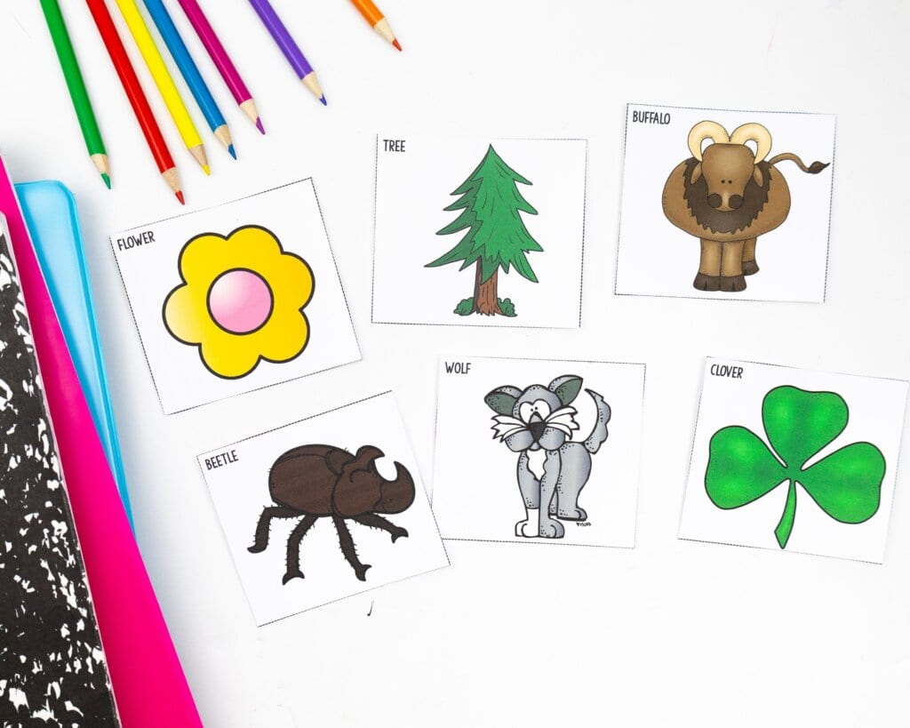 Ecosystems Project & Activities - Ashleigh's Education Journey